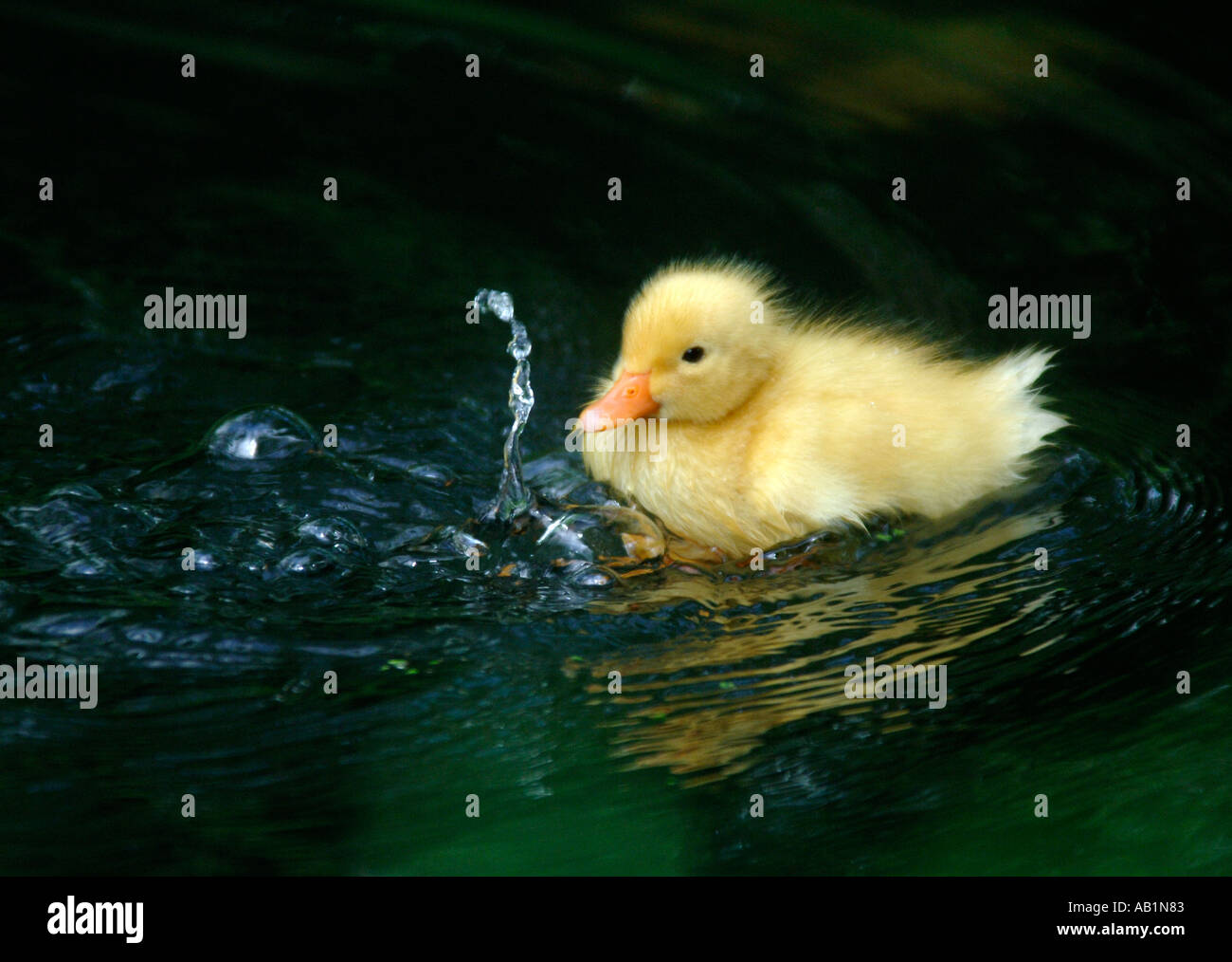 Splash duckling hi-res stock photography and images - Alamy
