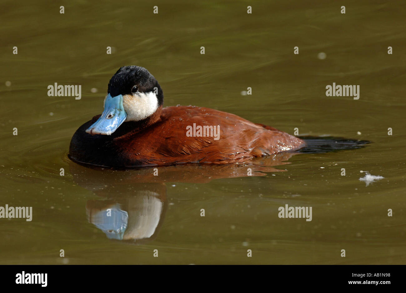 Ruddy duck oxyura jamaicensis hi-res stock photography and images - Alamy