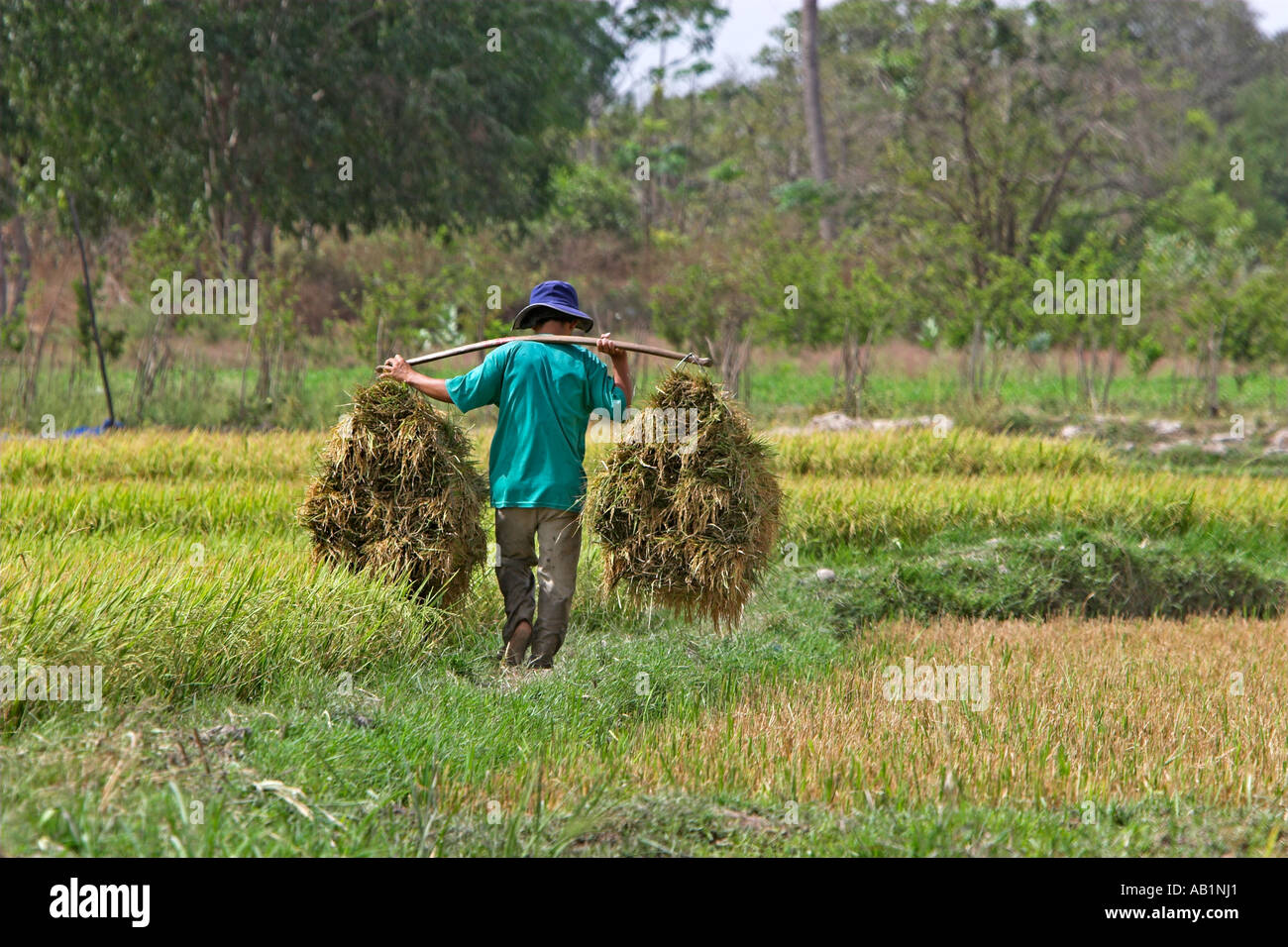 Man carries cut rice bundles on shoulder pole Vietnam Stock Photo - Alamy