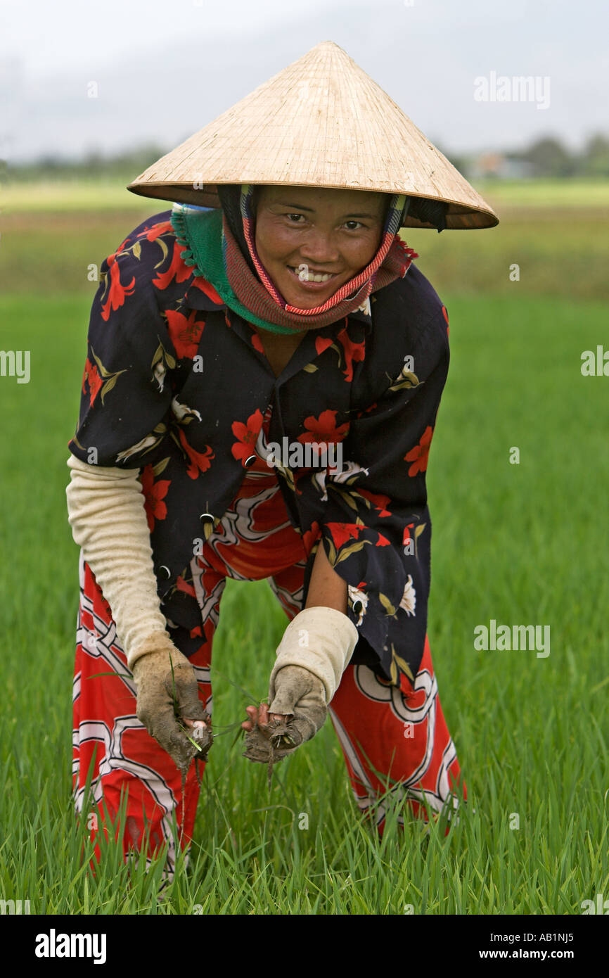 Lady in rice paddy fields hi-res stock photography and images - Alamy