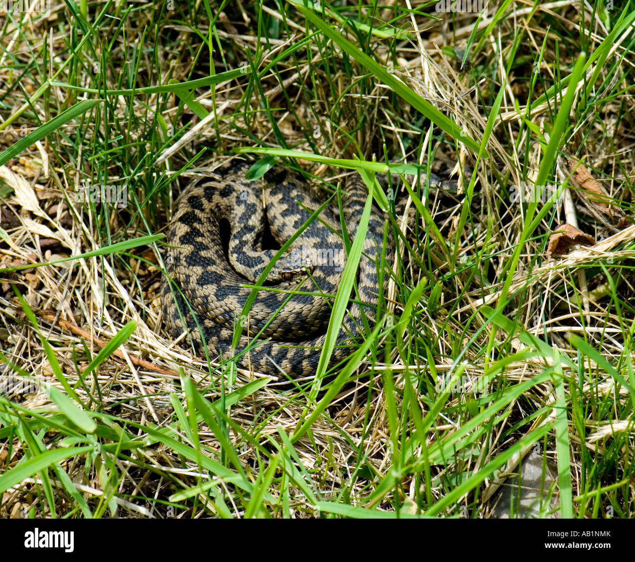 Poisonous snakes world hi-res stock photography and images - Alamy