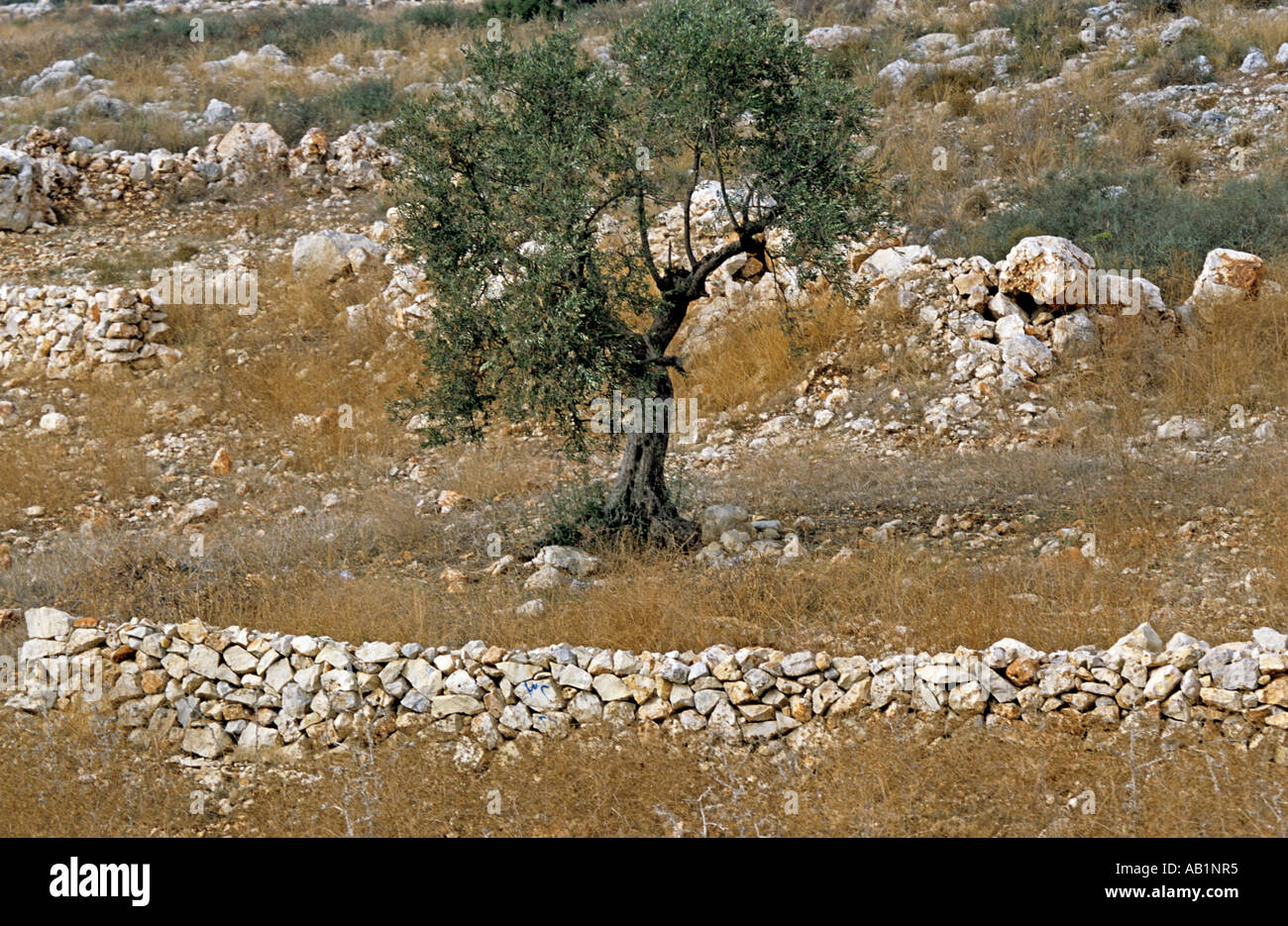 Lone tree and dry stone walls in arid landscape, Israel, Middle East ...