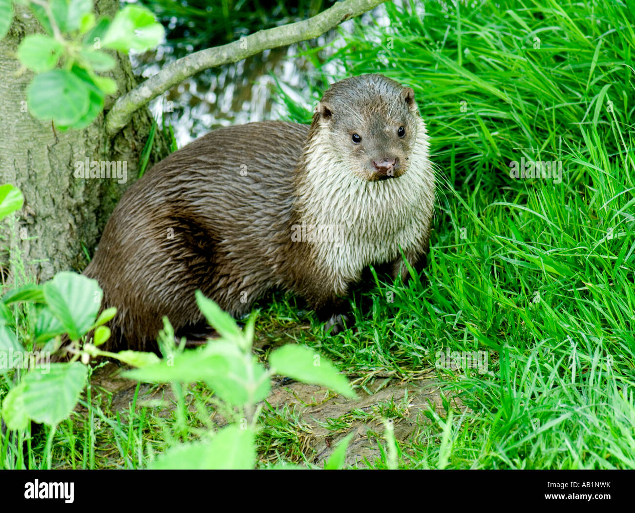 European otter at the riverside hi-res stock photography and images - Alamy