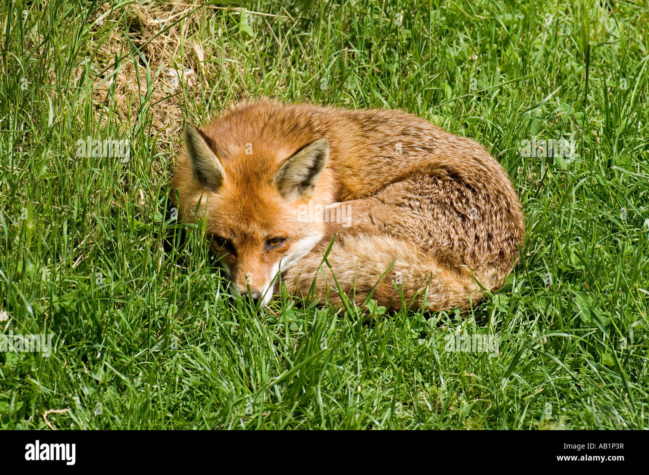 Red Fox Resting in Summer Stock Photo - Alamy