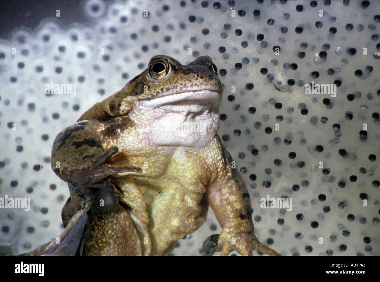Common Frog underwater with Frog Spawn Stock Photo - Alamy
