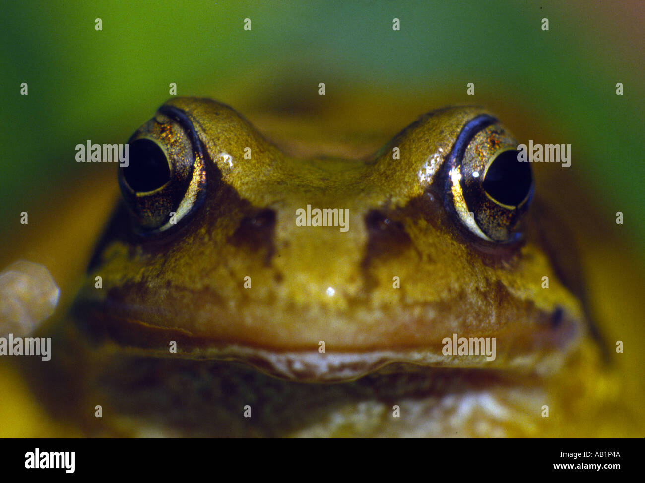 Frog face hi-res stock photography and images - Alamy