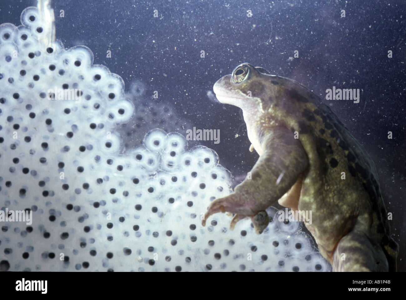 Common Frog and Spawn Stock Photo - Alamy