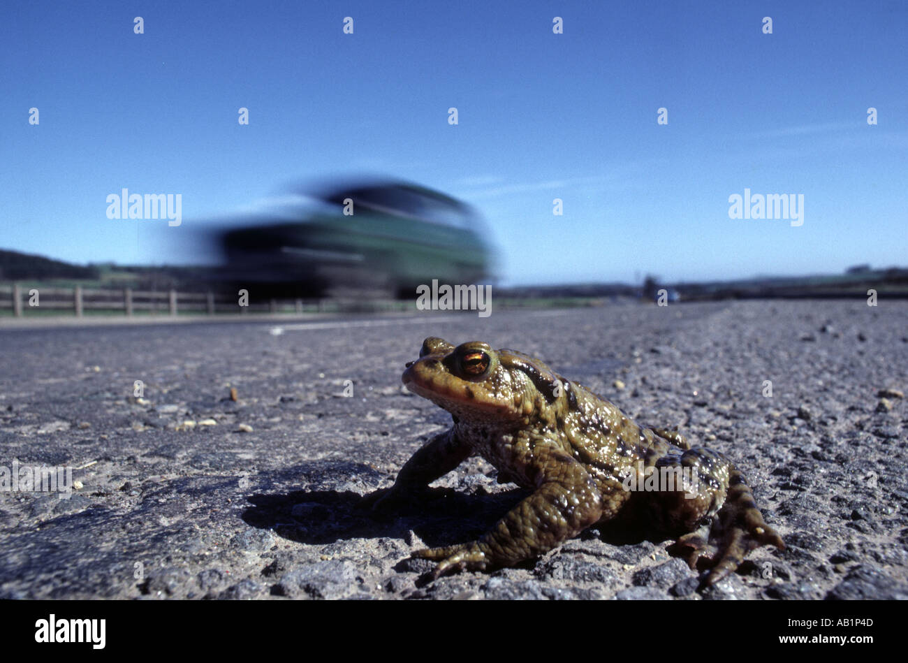Toad road hi-res stock photography and images - Alamy