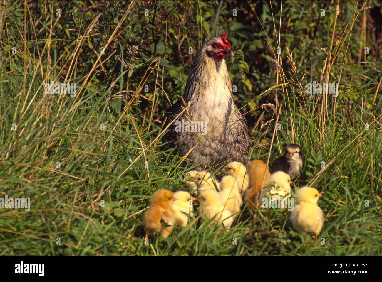 Hen and chicks hi-res stock photography and images - Alamy