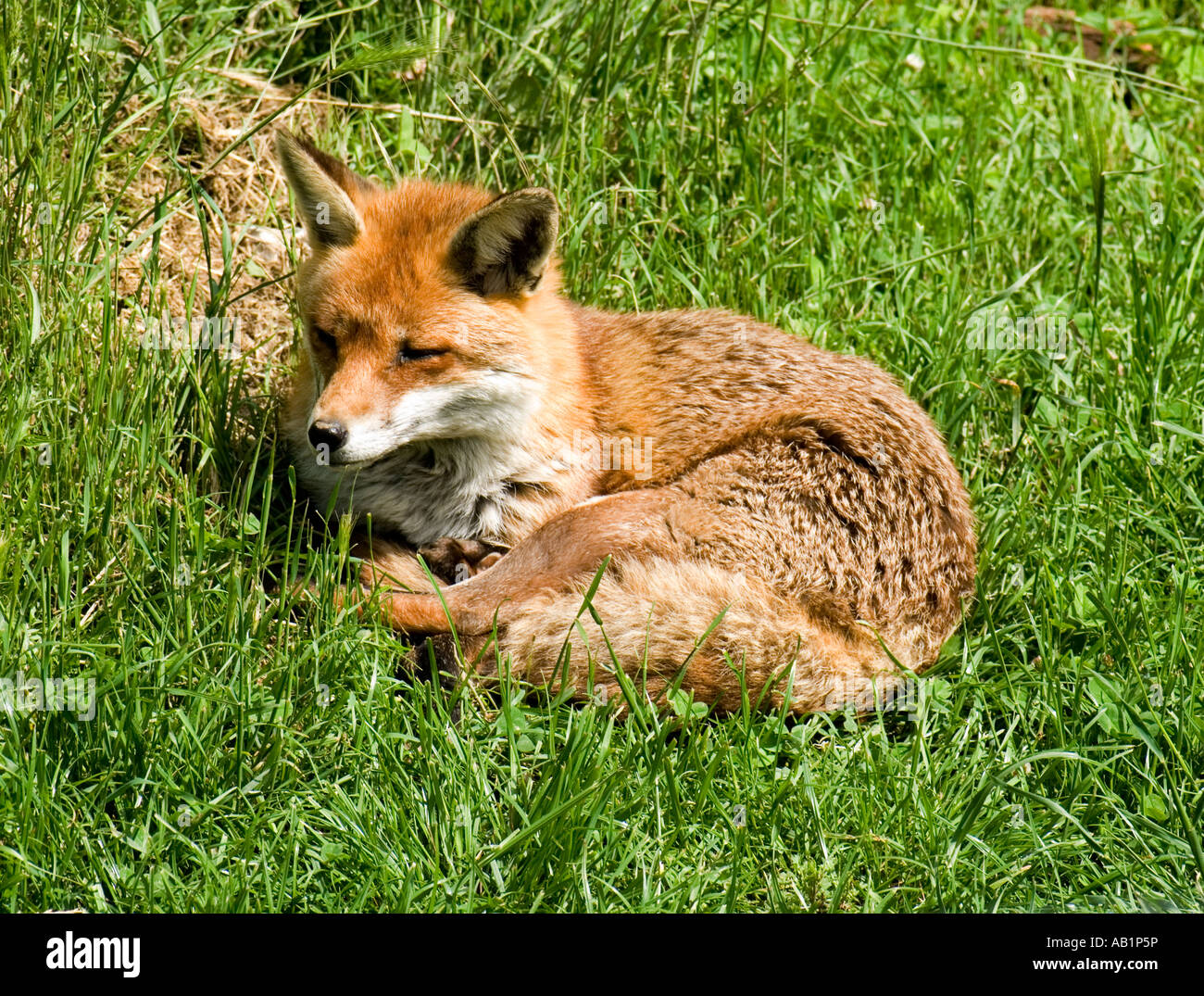 Red Fox Resting in Summer Stock Photo - Alamy