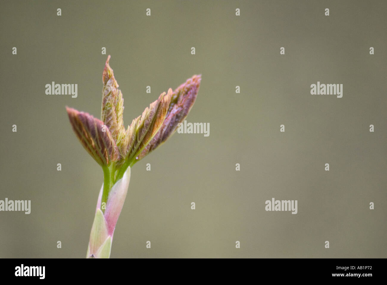 Spring Leaf Buds Stock Photo - Alamy