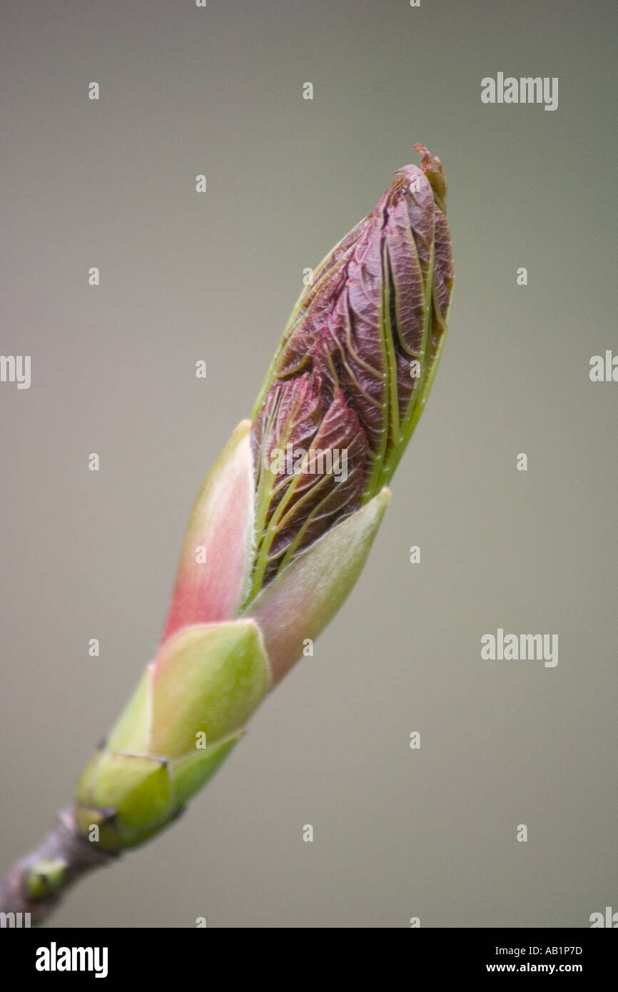 Spring Leaf Buds Stock Photo - Alamy