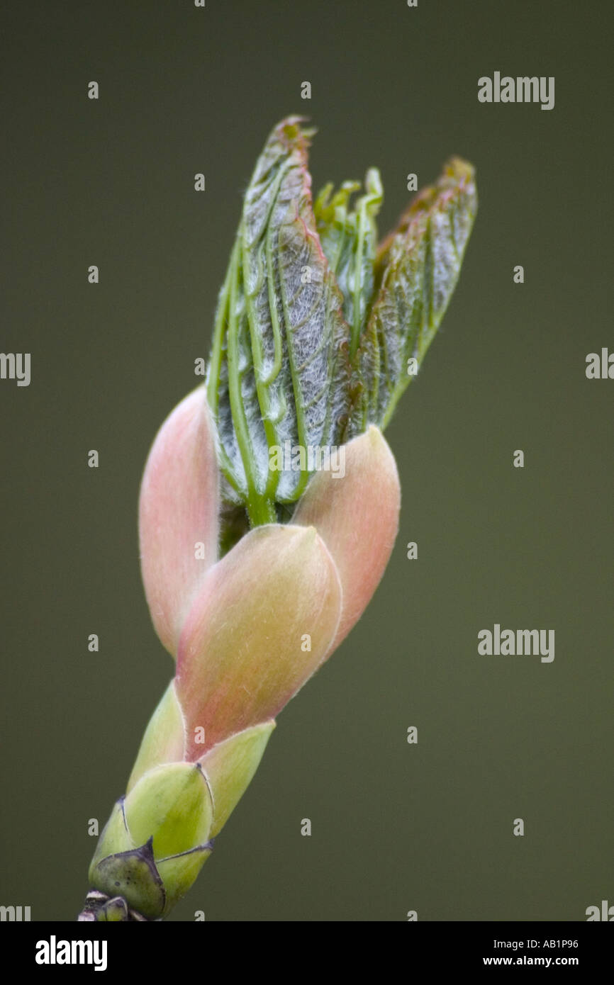 Spring Leaf Buds Stock Photo - Alamy
