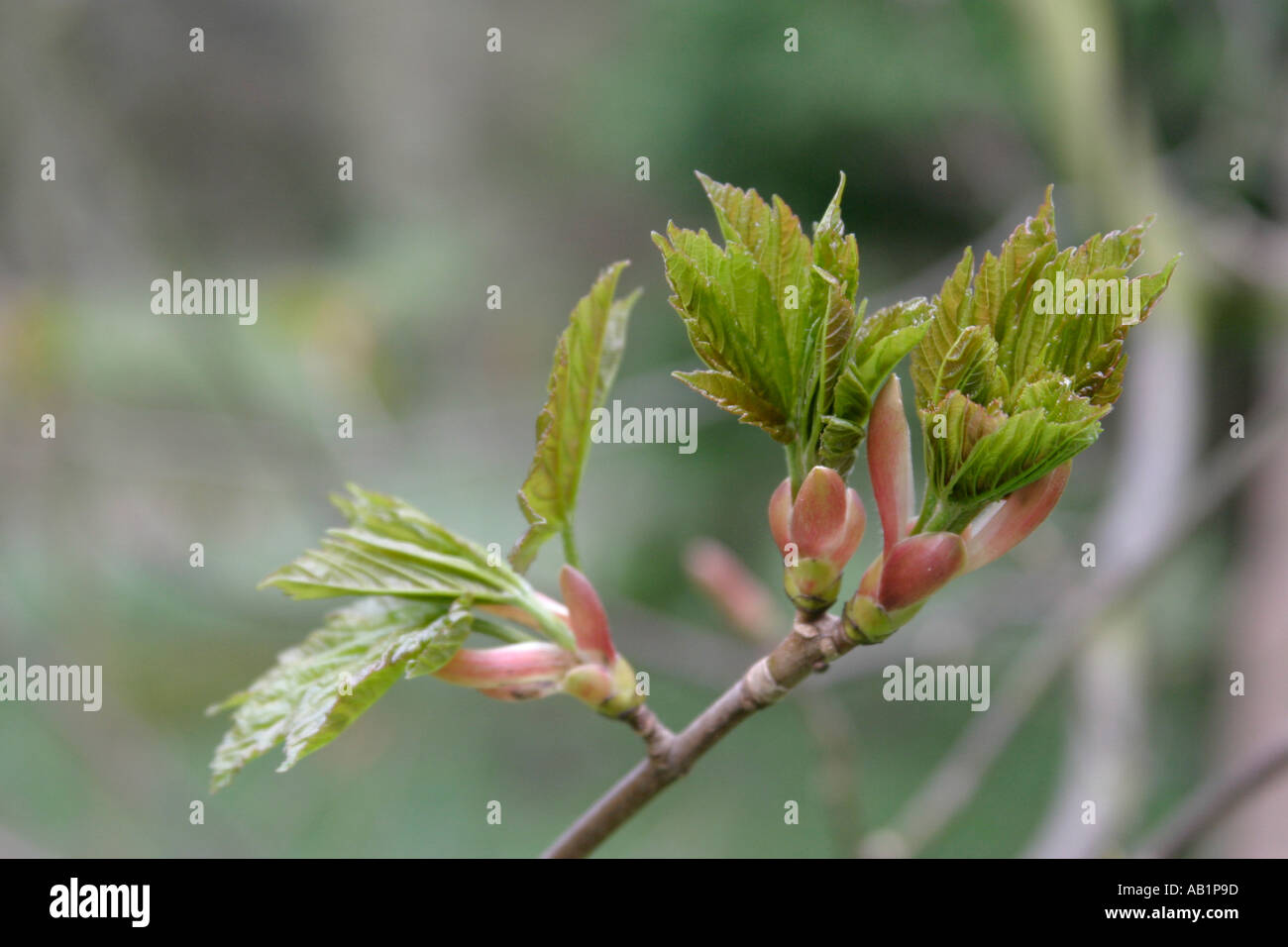 Spring Leaf Buds Stock Photo - Alamy