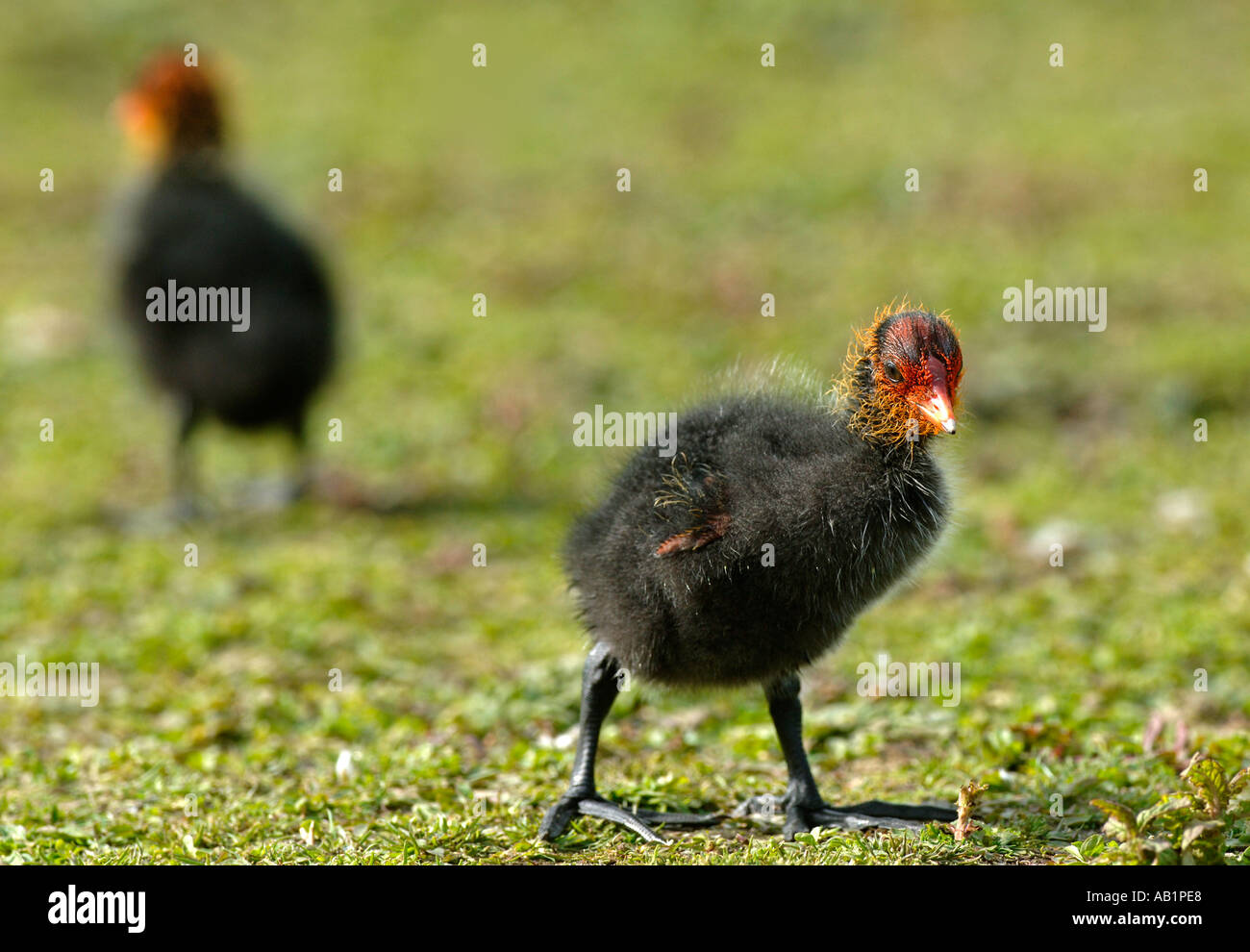 Moorhens grass hi-res stock photography and images - Alamy