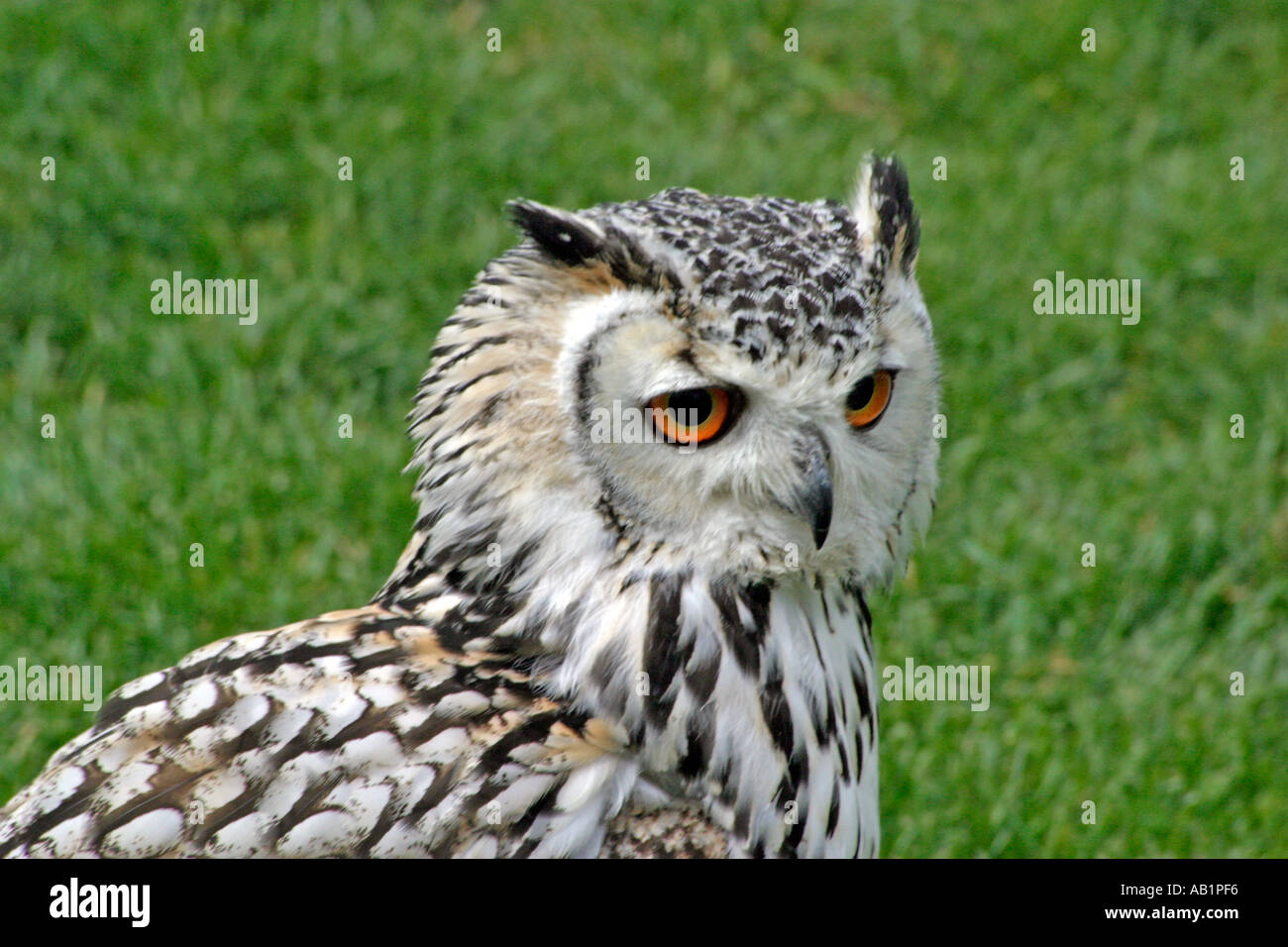 Turkmenian Owl Thorpe Perrow April 2005 Stock Photo - Alamy