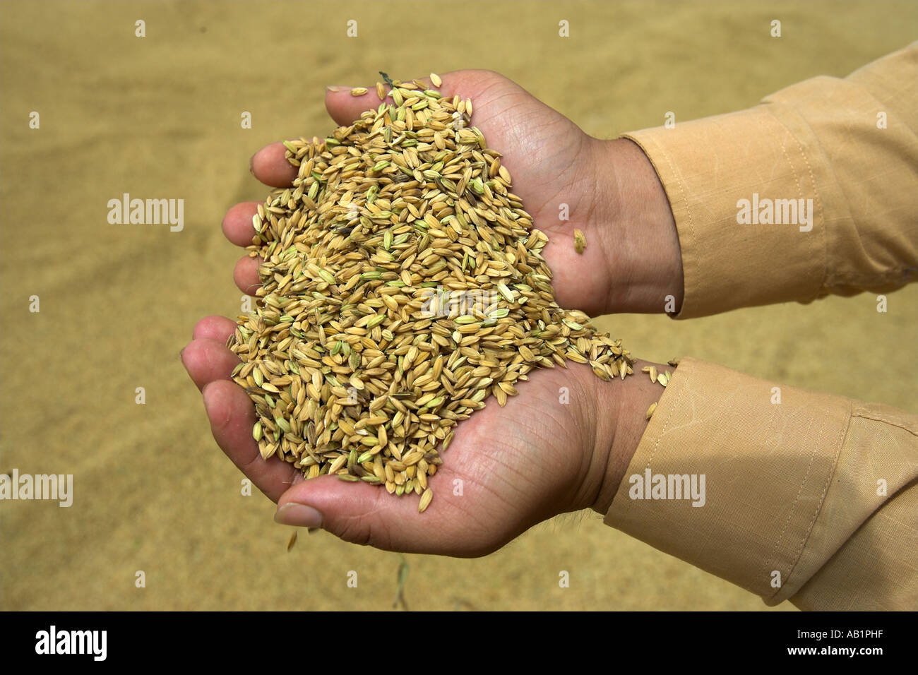 Man shows rice grains separated from stems and stalks Vietnam Stock ...