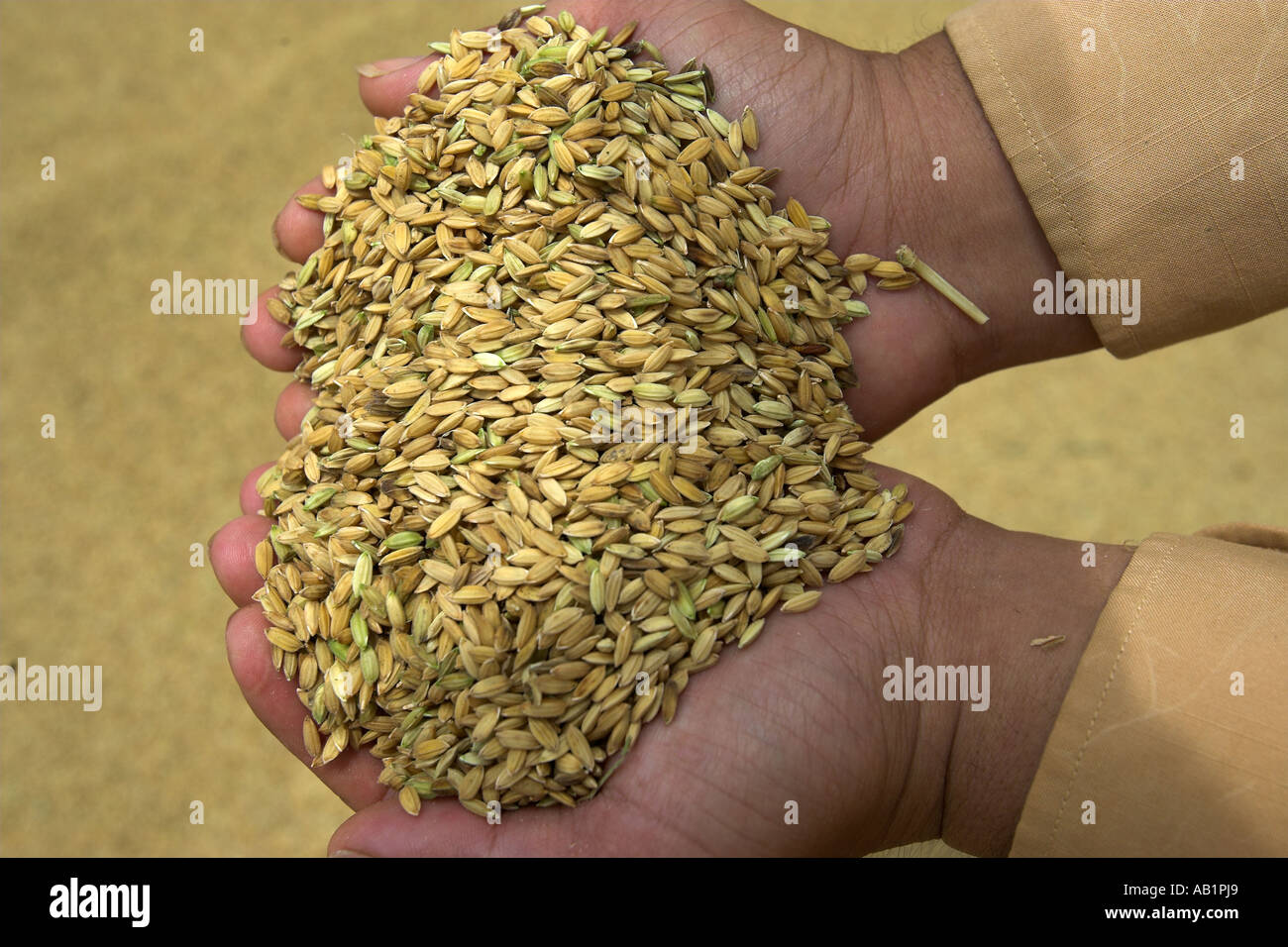 Man shows rice grains separated from stems and stalks Vietnam Stock ...
