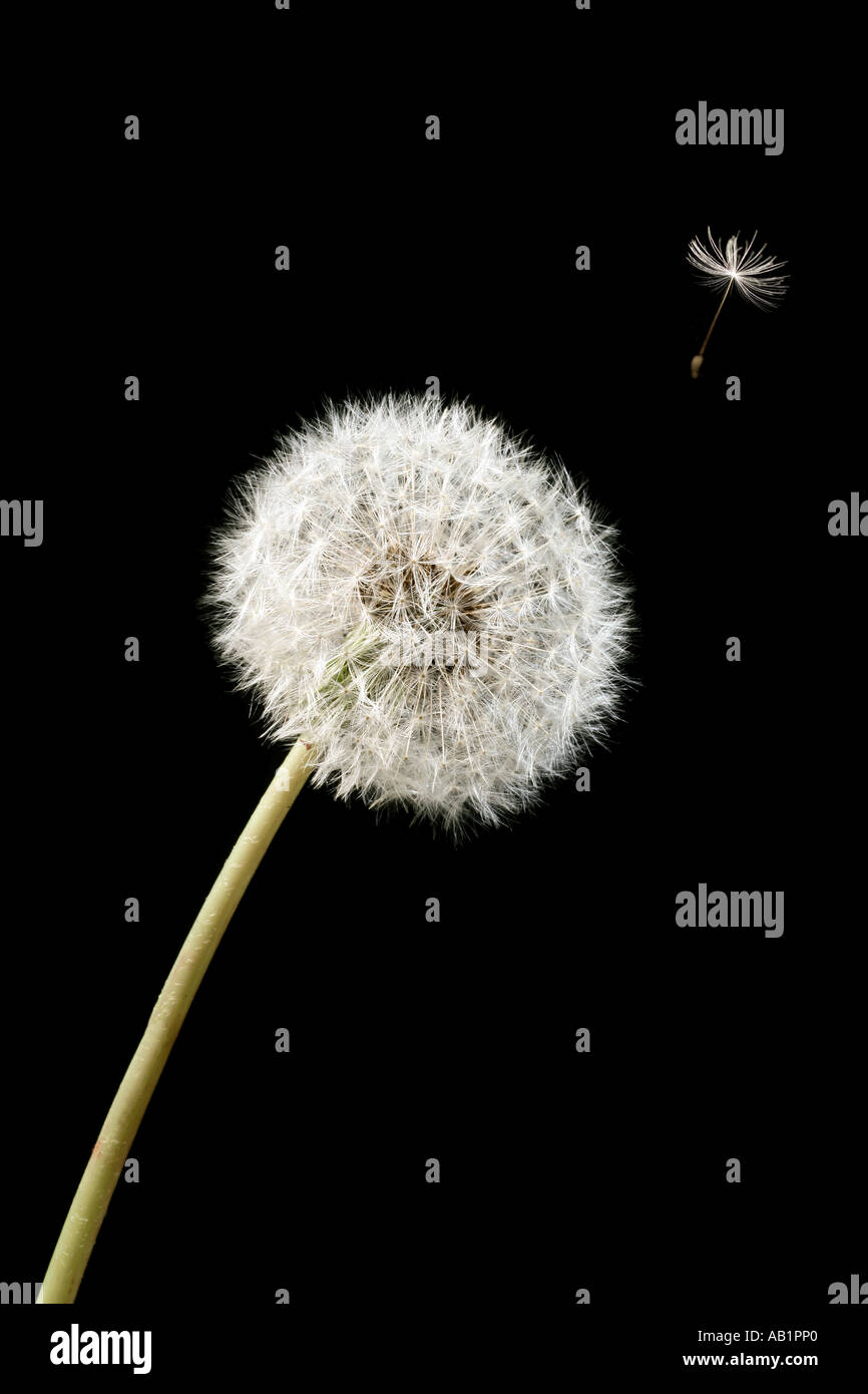 Germinate dandelion hi-res stock photography and images - Alamy