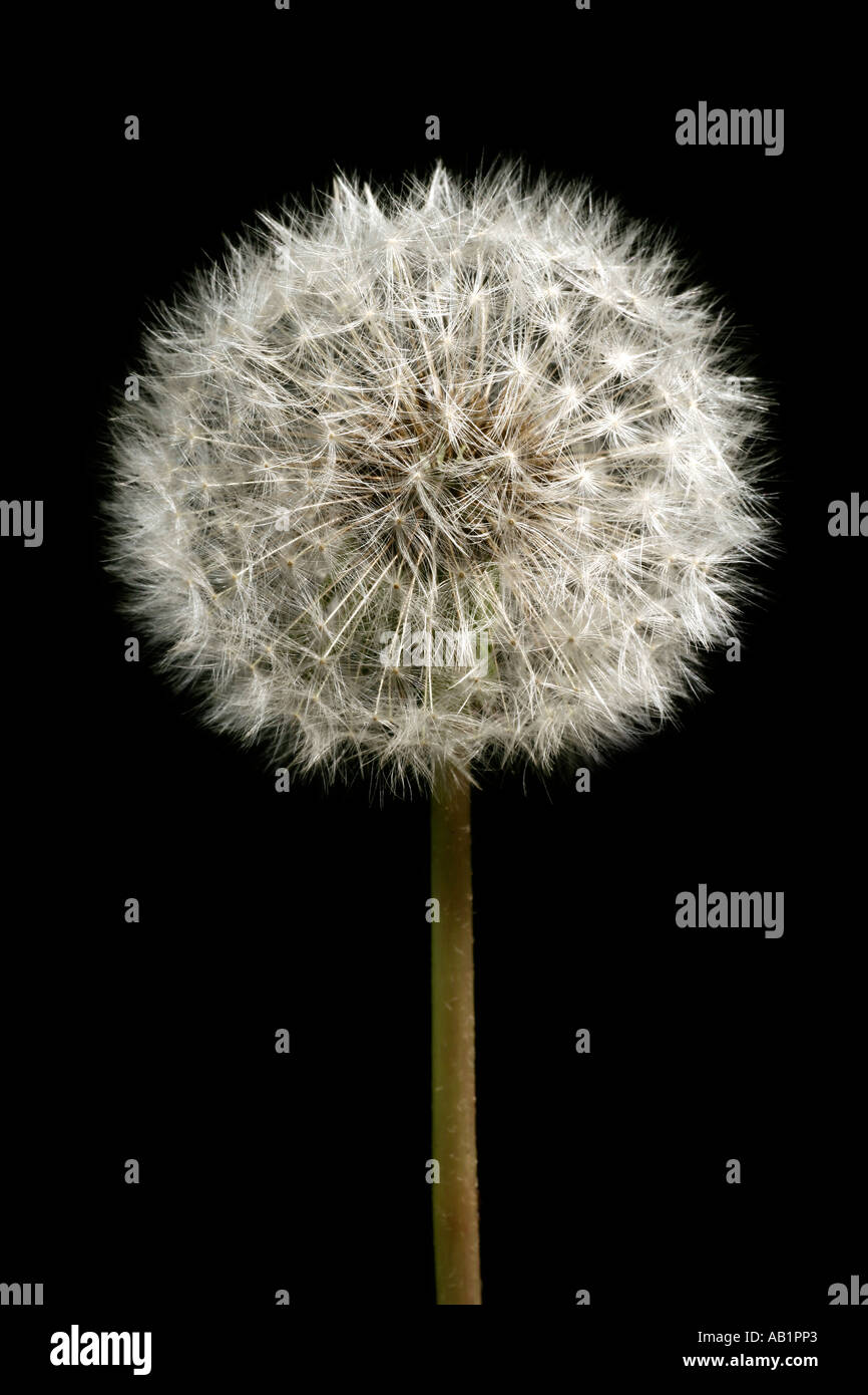 Germinate dandelion hi-res stock photography and images - Alamy