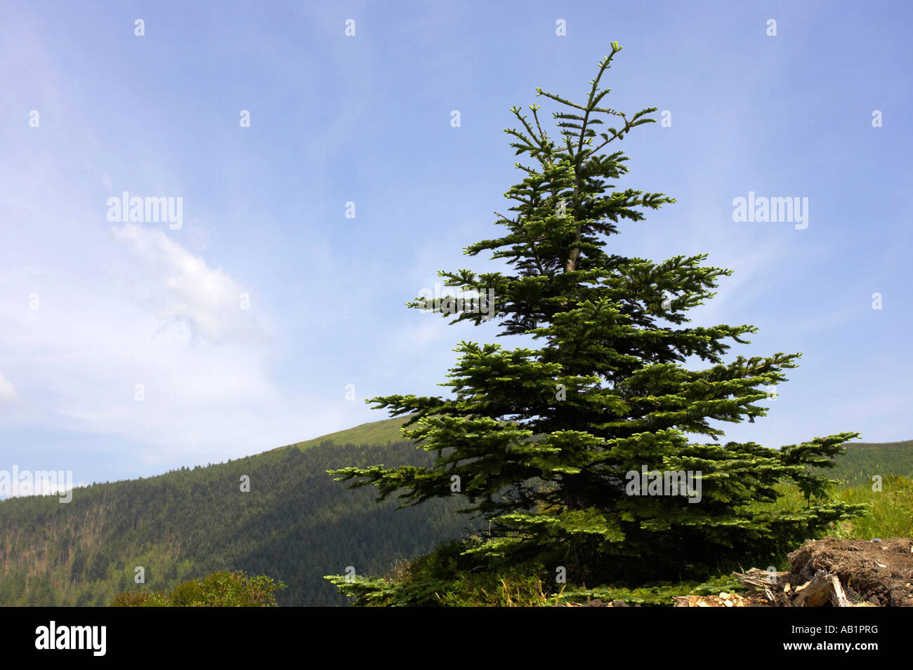 young pine tree at the top of a mountain in rostrevor forest park Stock ...