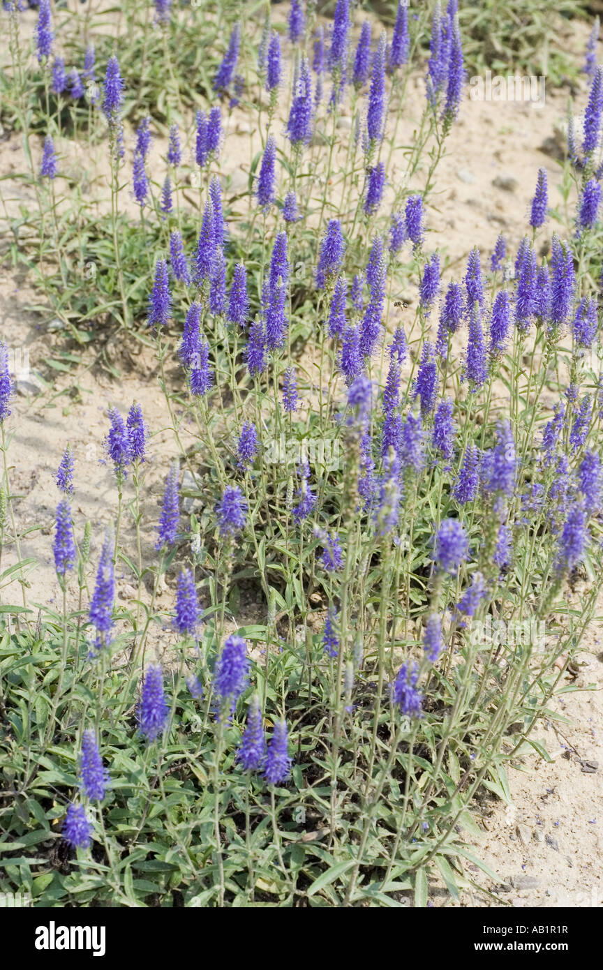 Blue flowers of spike speedwell - veronica spicata Stock Photo - Alamy