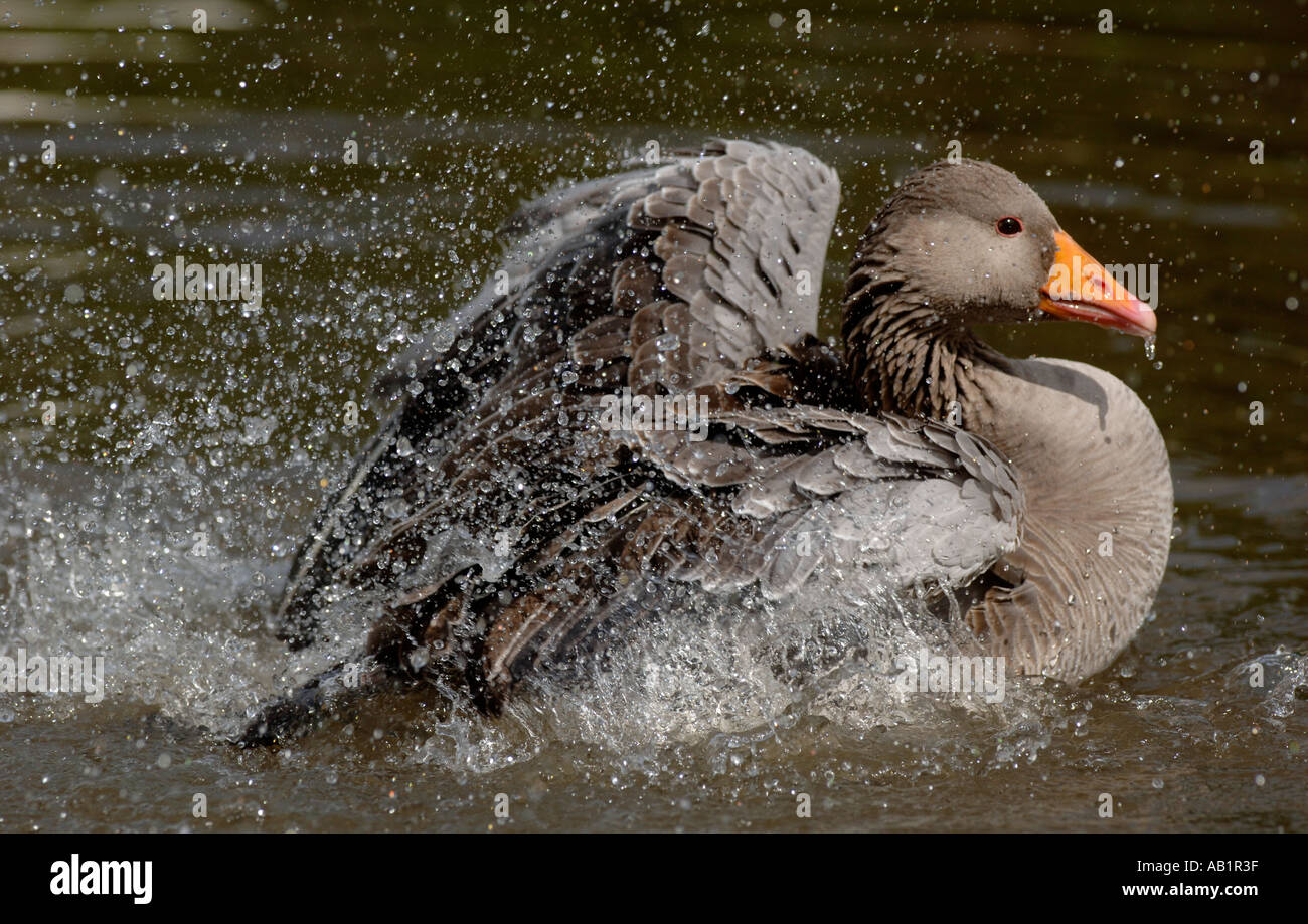 Greylag goose anser anser Stock Photo - Alamy