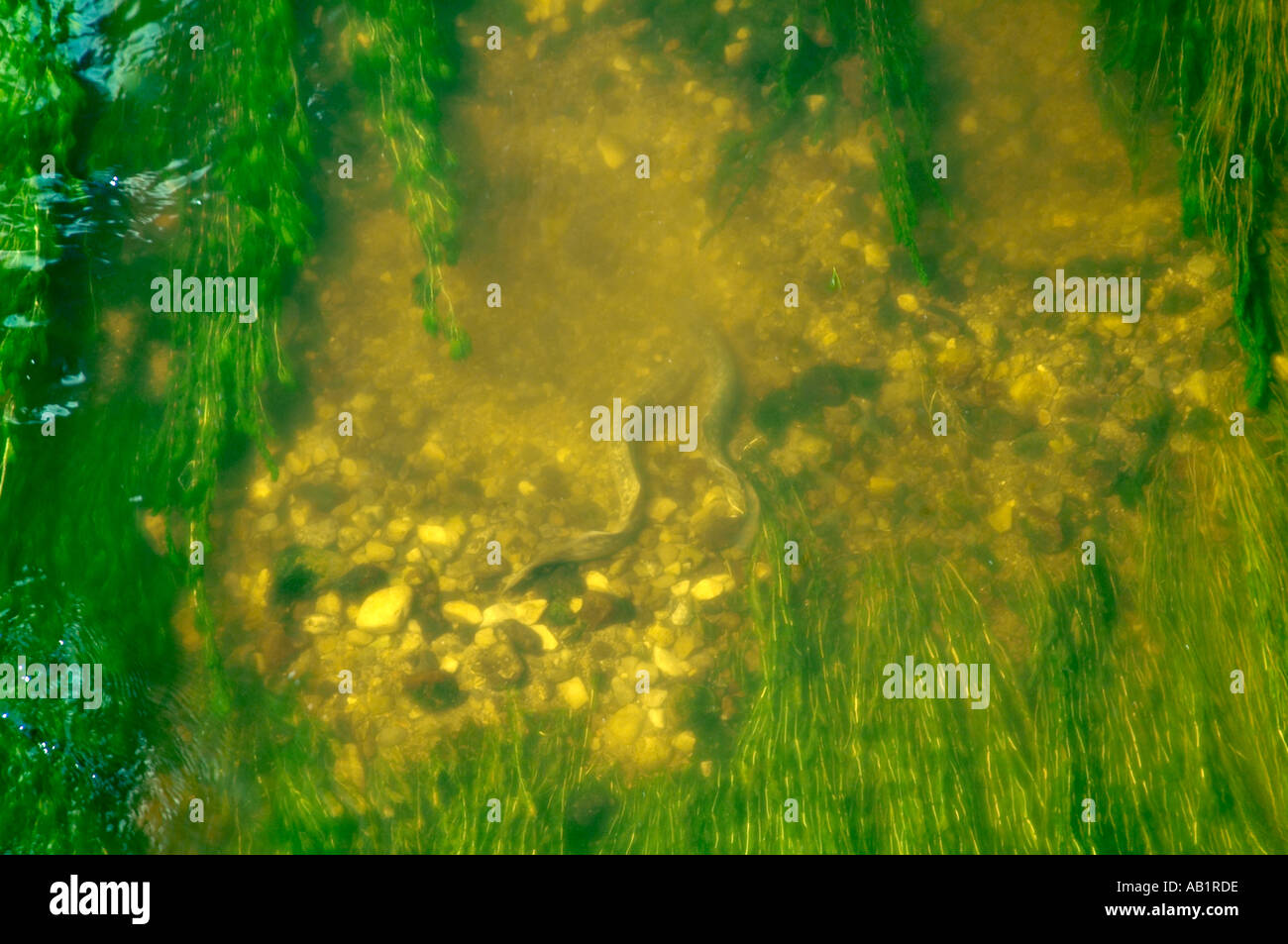 Sea lamprey spawning hi-res stock photography and images - Alamy