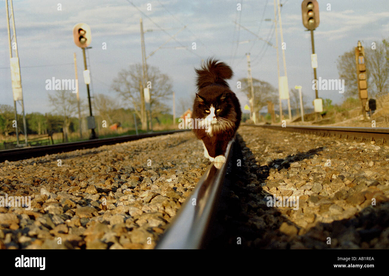 Cat walking on the railroad track at Dilling in Rygge kommune, Østfold ...