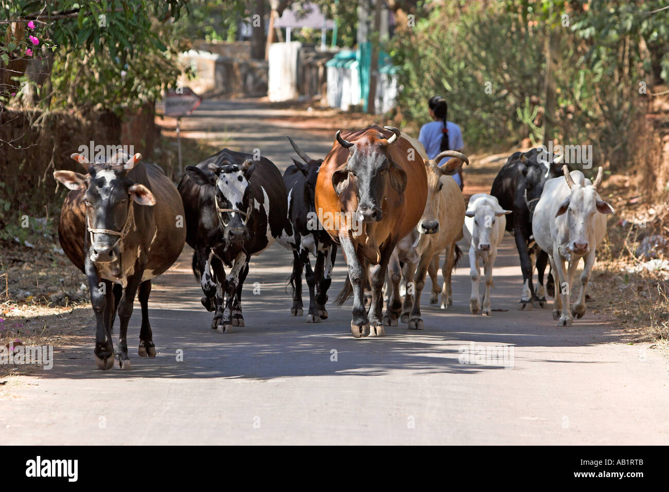 Goan cow hi-res stock photography and images - Alamy