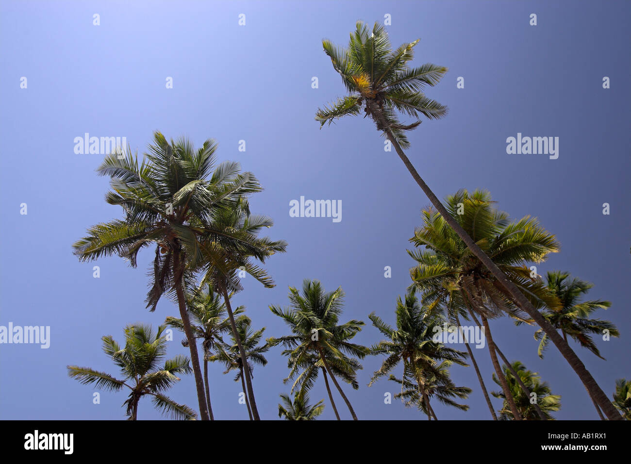 Anjuna beach palms trees goa hi-res stock photography and images - Alamy