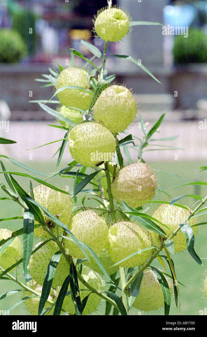 Variety of gooseberry bush, Santa María del Tule, Oaxaca eastern ...