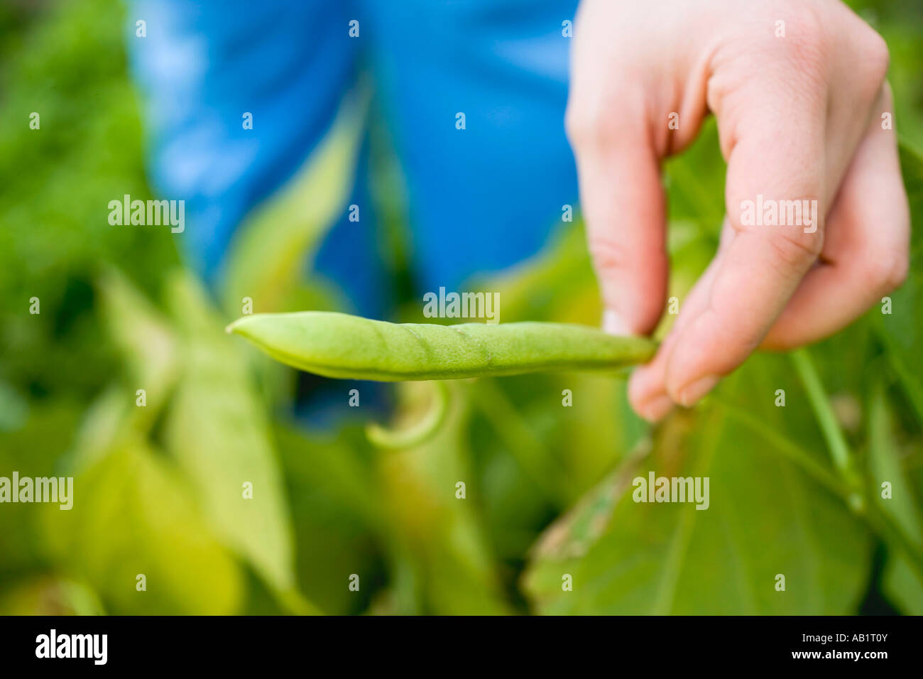 Hand holding green bean on the plant FoodCollection Stock Photo - Alamy