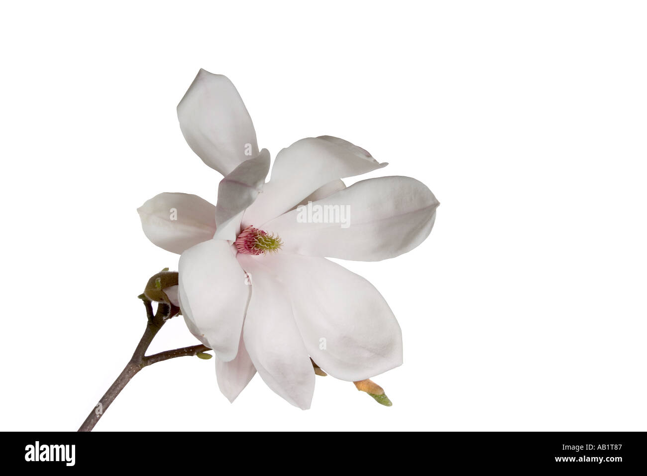 Magnolia flower on white background Stock Photo - Alamy