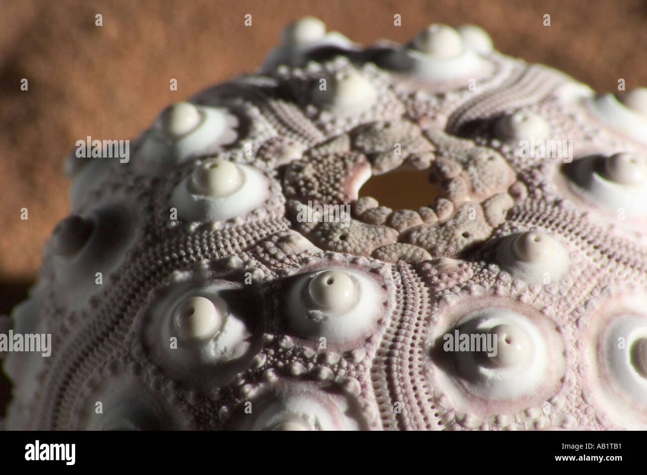 Sea Urchin Shell Echinoid on sand Stock Photo - Alamy