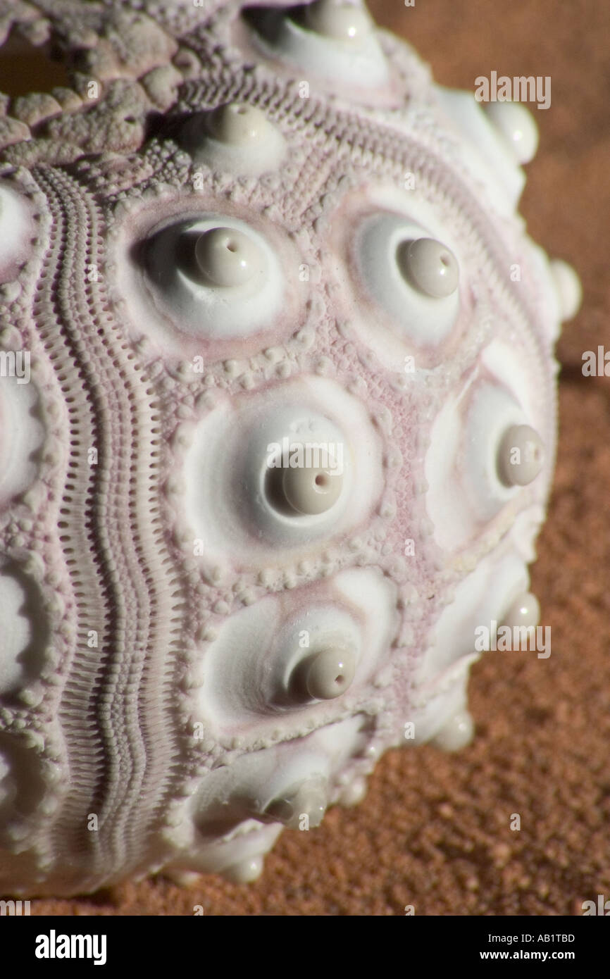 Sea Urchin Shell Echinoid on sand Stock Photo - Alamy