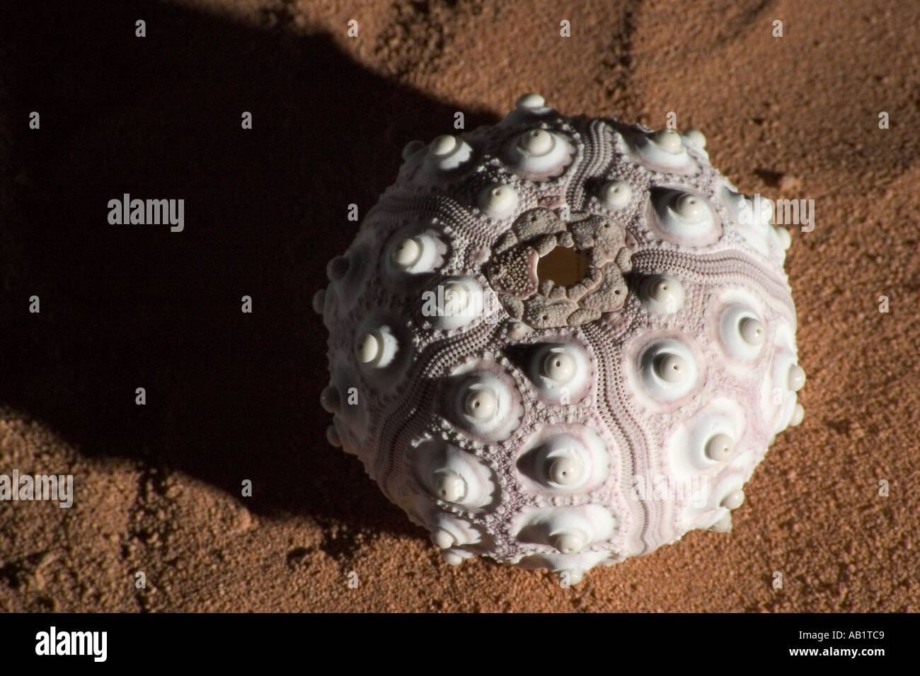 Sea Urchin Shell Echinoid on sand Stock Photo - Alamy