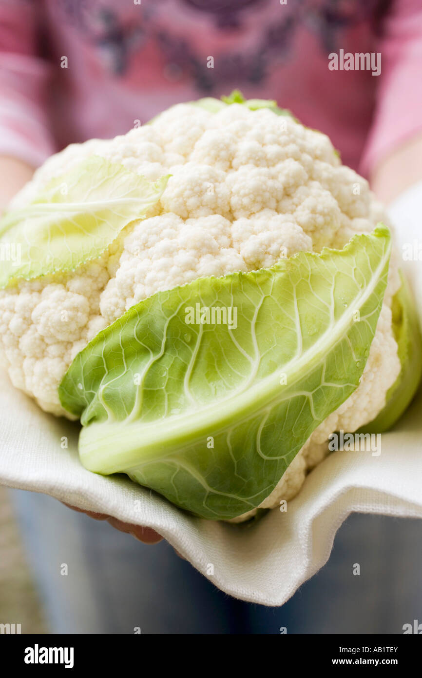 Hands holding a cauliflower FoodCollection Stock Photo - Alamy