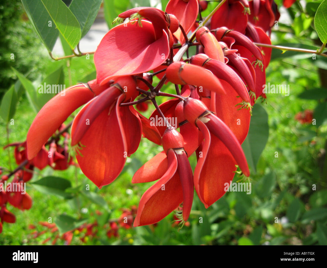 Erythrina genus hi-res stock photography and images - Alamy