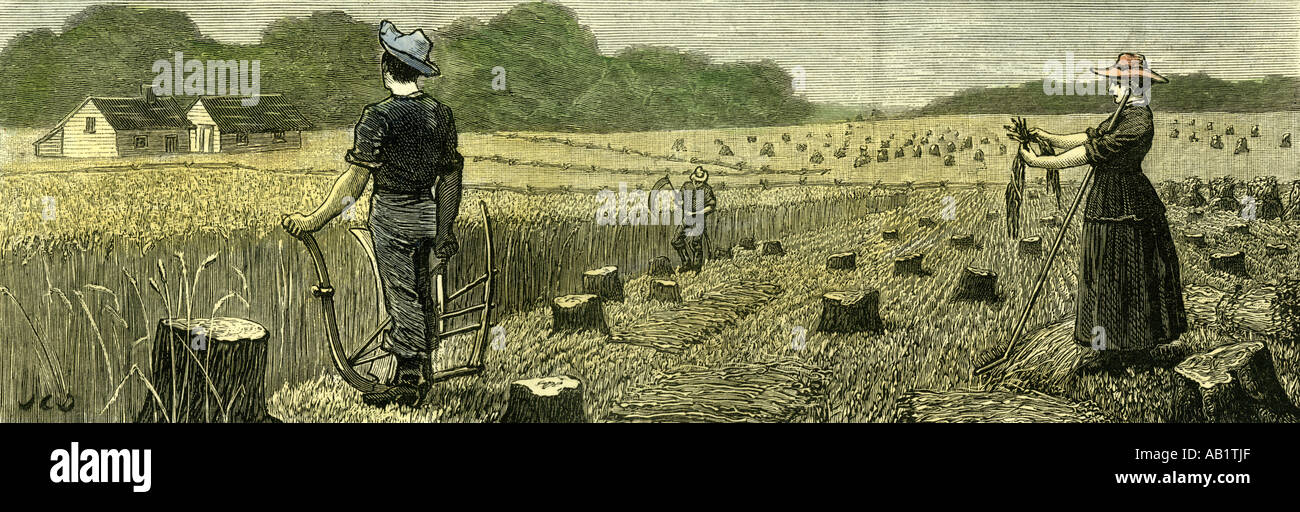 Canada Wheat Harvest in new land 1880 Stock Photo - Alamy