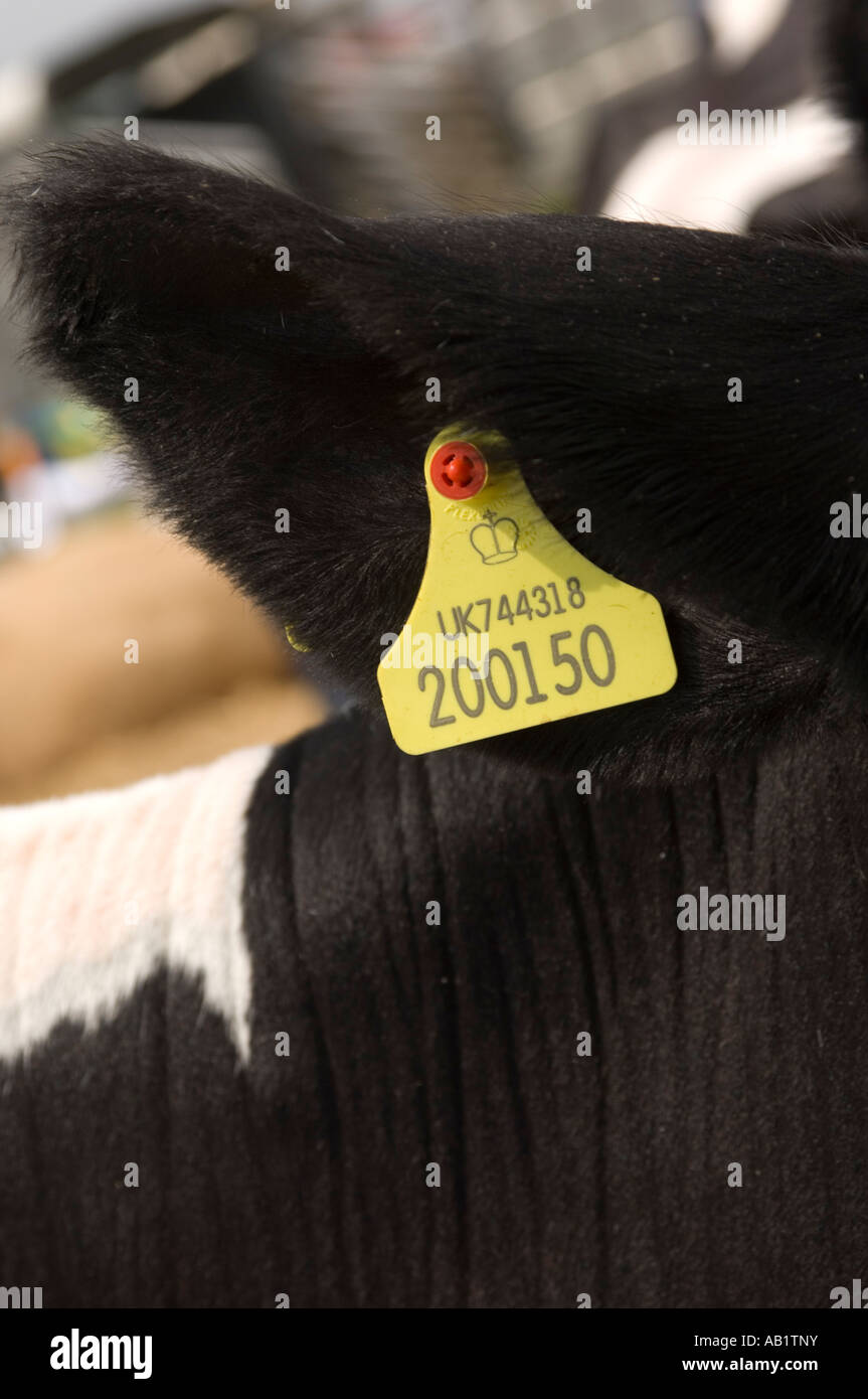 yellow Tag in a cow ear Aberystwyth Agricultural show June 9 2007 Stock ...