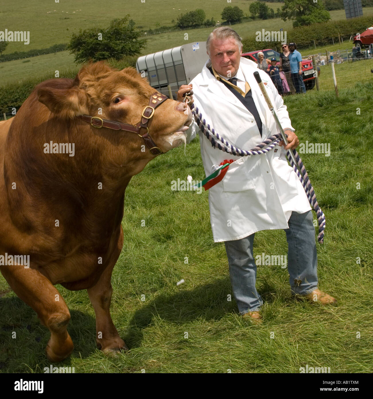 Agricultural show bull hi-res stock photography and images - Alamy