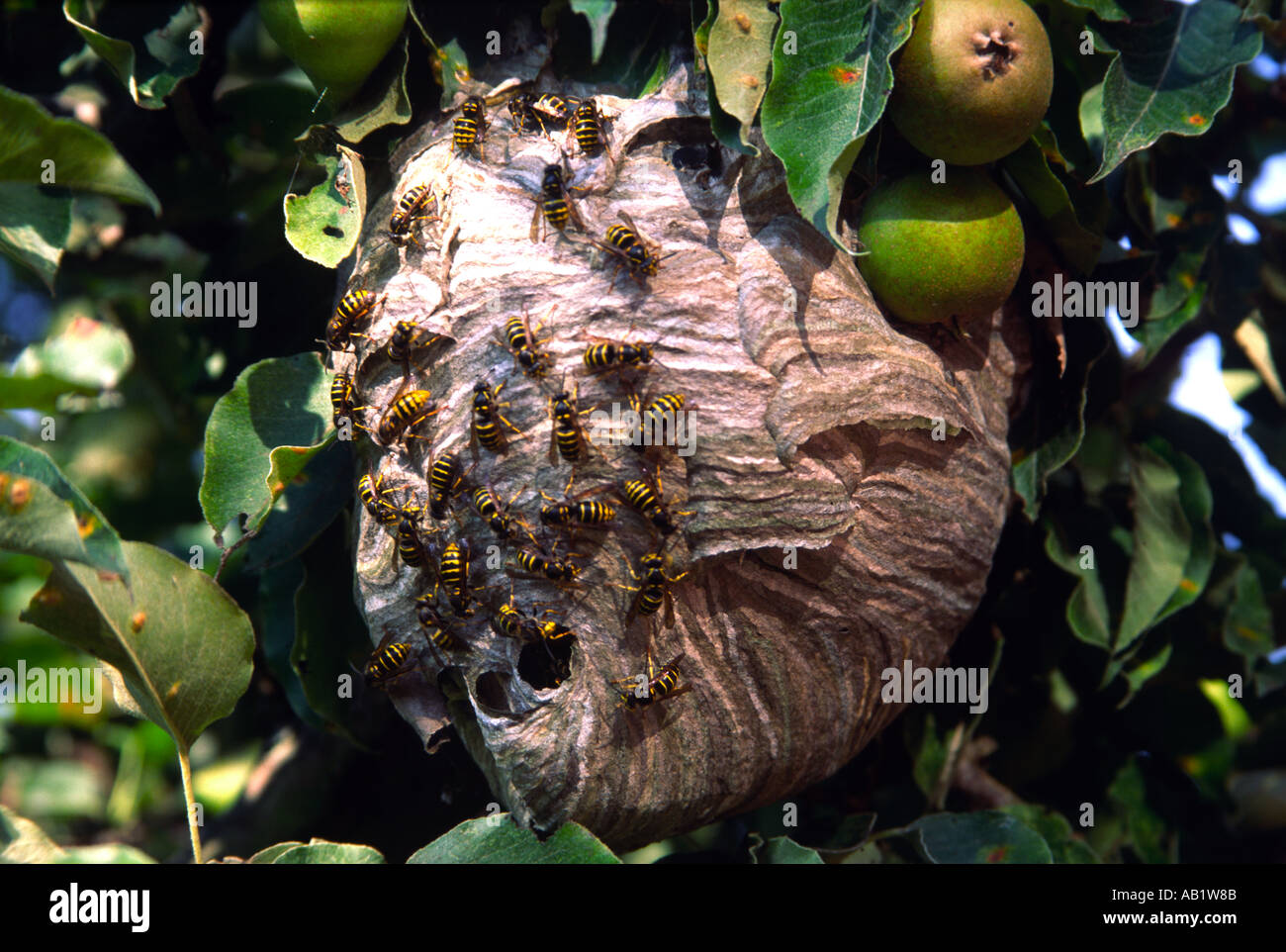 Small wasps nest hi-res stock photography and images - Alamy