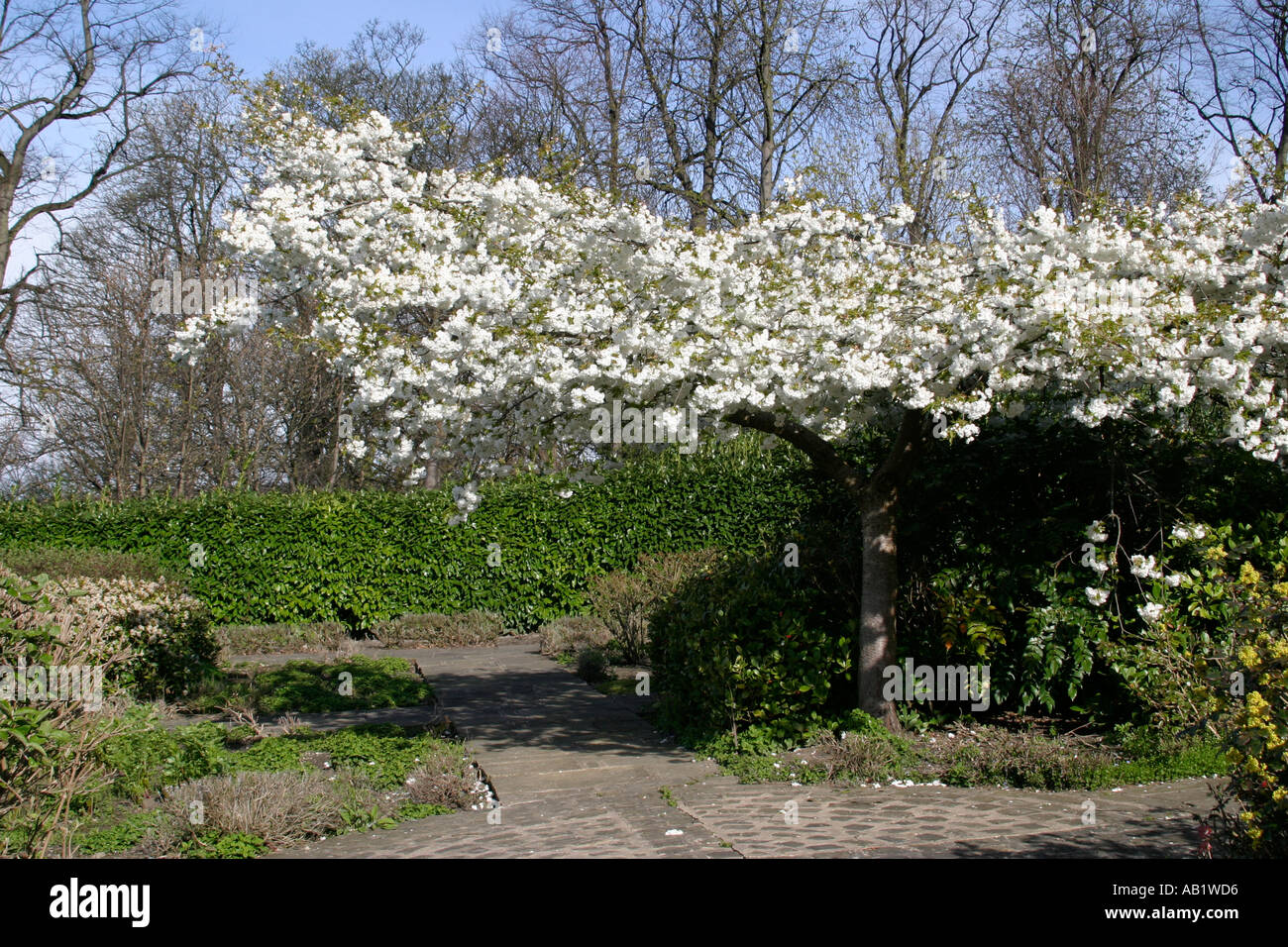 White Cherry Blossom Tree Stock Photo - Alamy