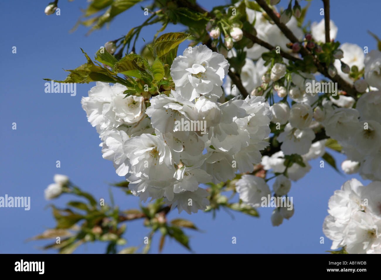 White Cherry Blossom Tree Stock Photo - Alamy