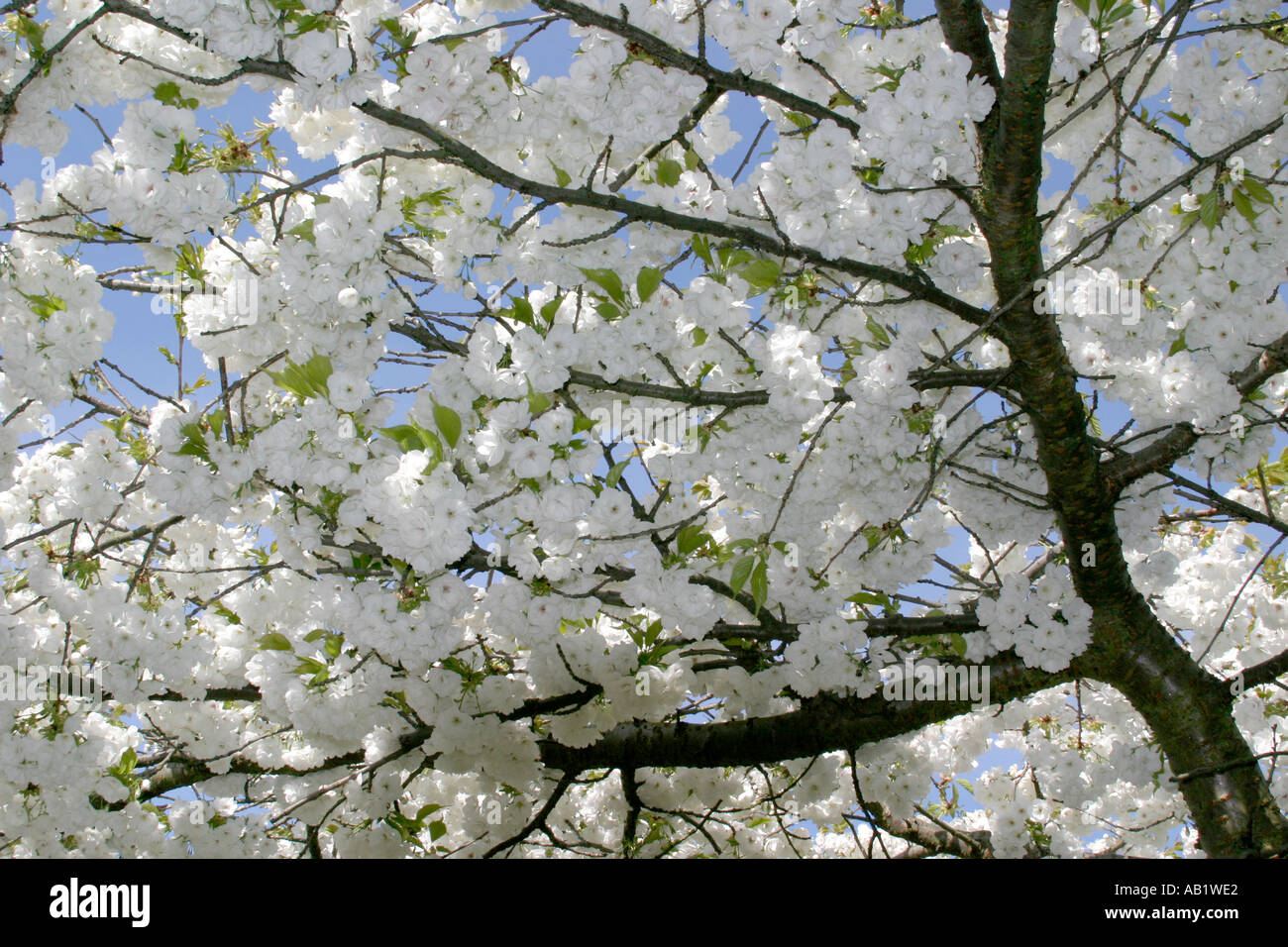White Cherry Blossom Tree Stock Photo - Alamy