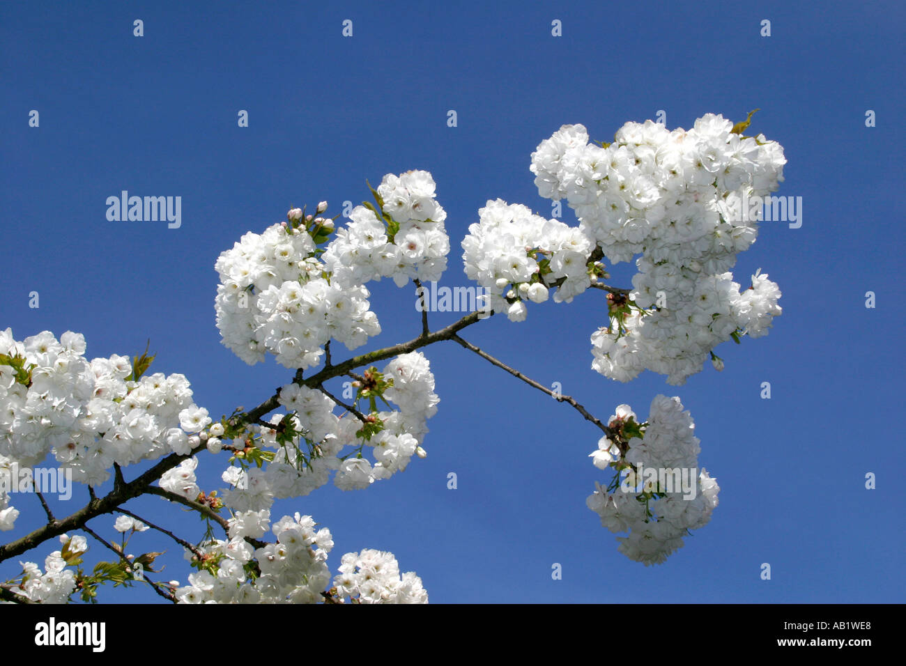 White Cherry Blossom Tree Stock Photo - Alamy