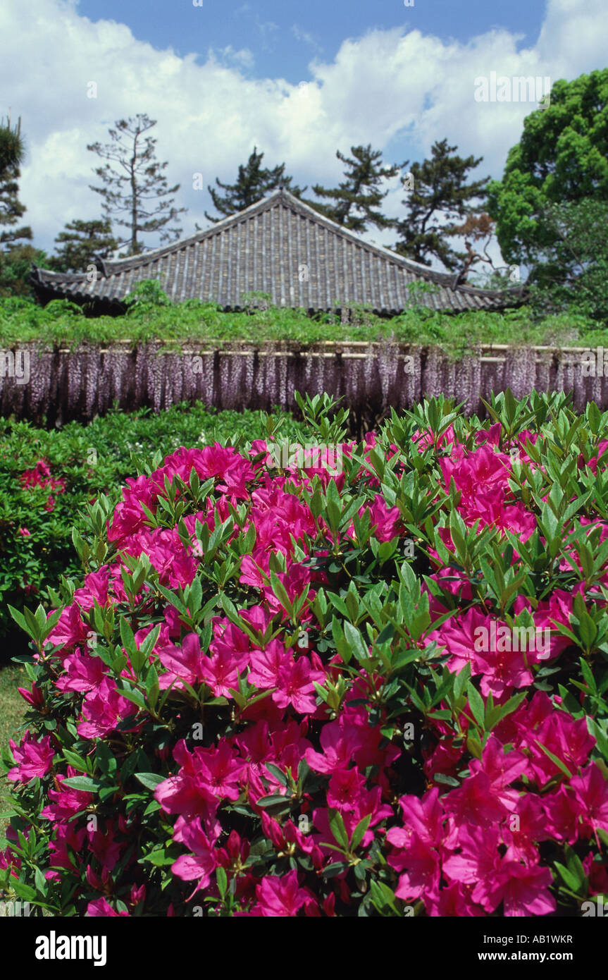 Azaleas at Byodo in Temple Kyoto Prefecture Japan Stock Photo - Alamy