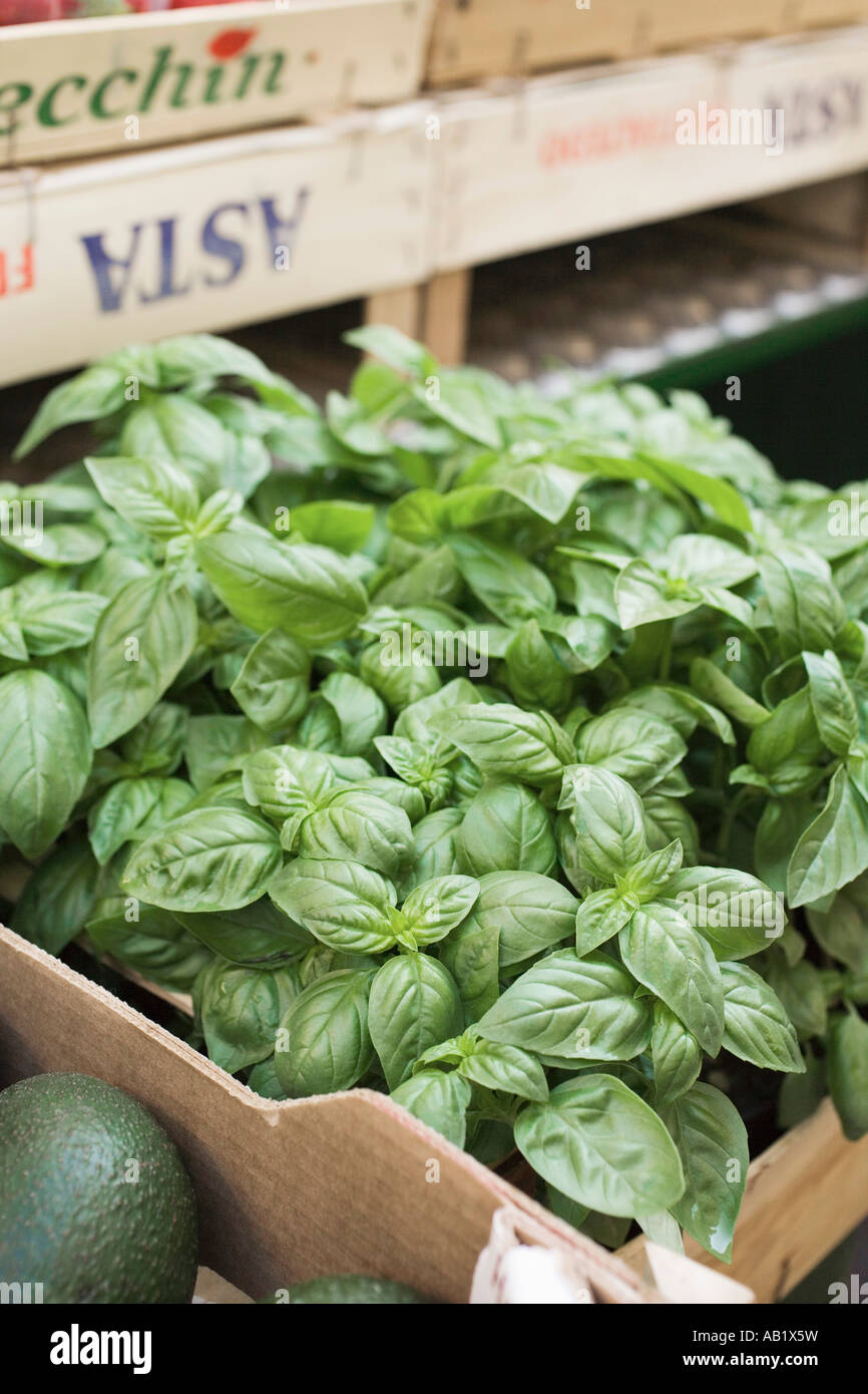 Fresh basil in a crate at a market FoodCollection Stock Photo - Alamy