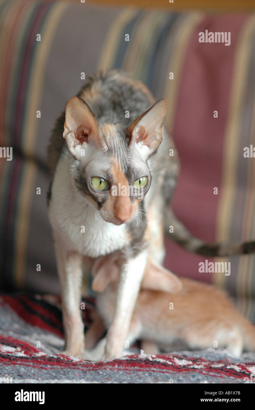 3 year old calico Cornish Rex female some with kittens 3 male reds and ...